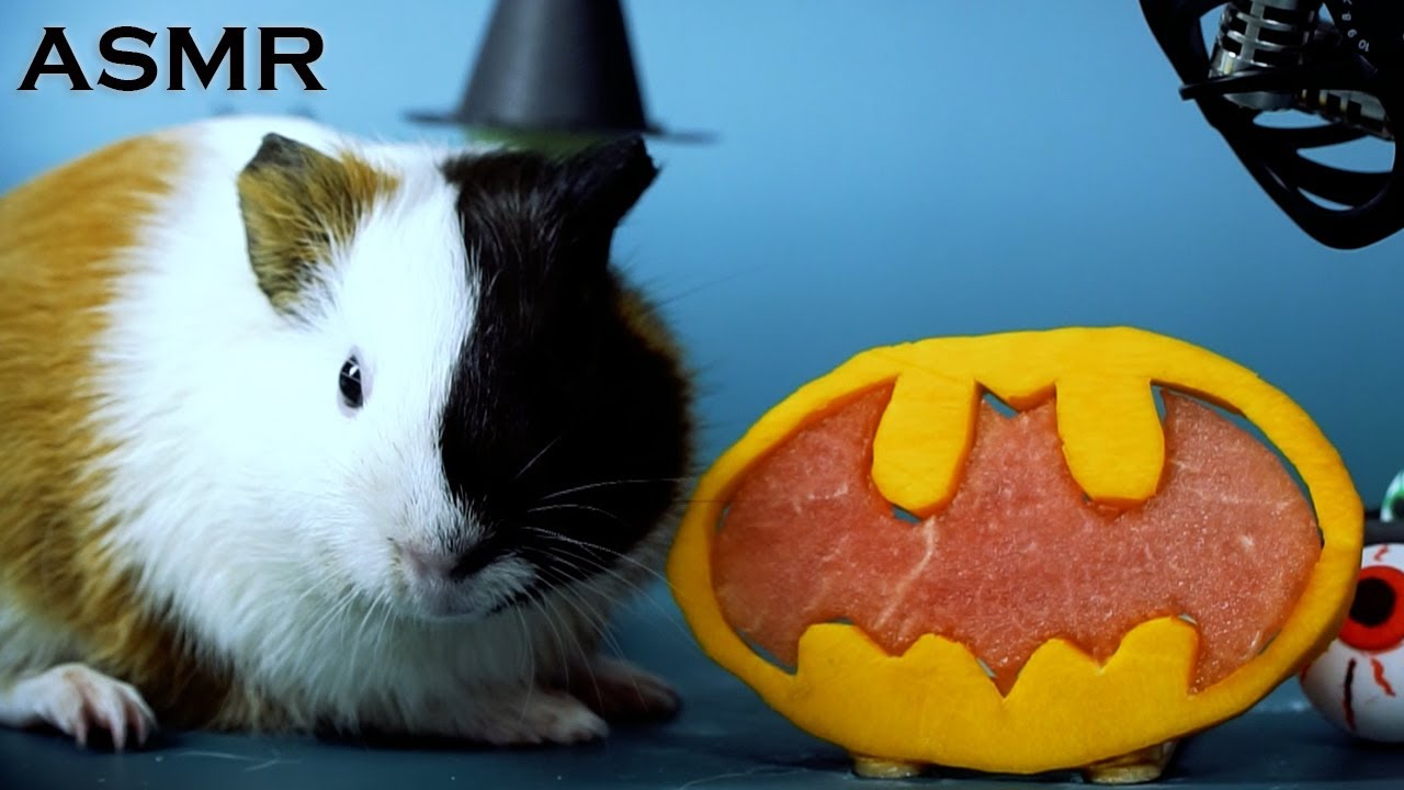 BATMAN - ASMR Guinea Pig eating BATMAN logo| Crazy Hamster - YouTube