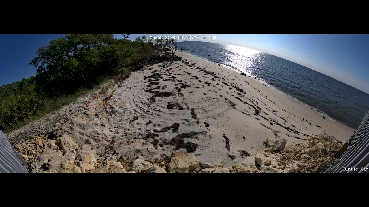Turtle Nest Cam - YouTube