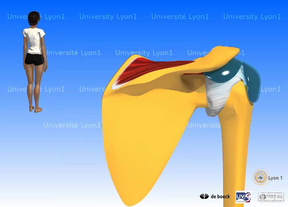La coiffe des rotateurs (muscles de l'épaule) - YouTube