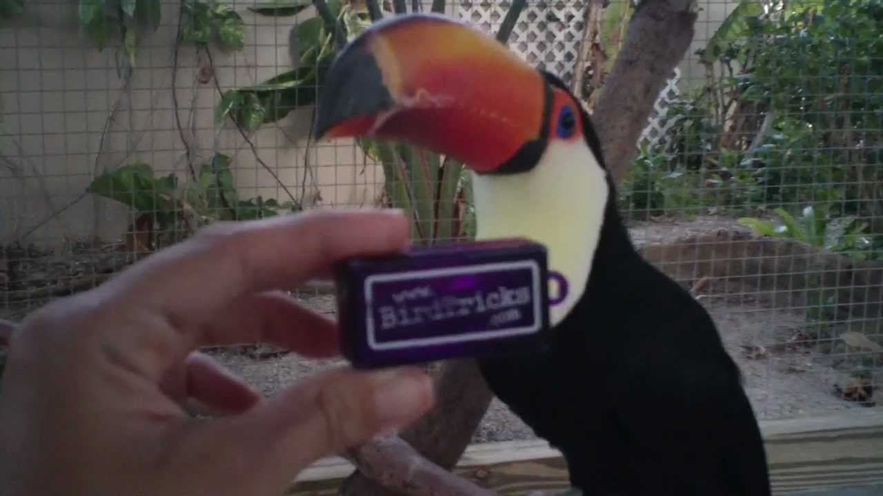 Clicker Training Fun for Bird Tricks - YouTube