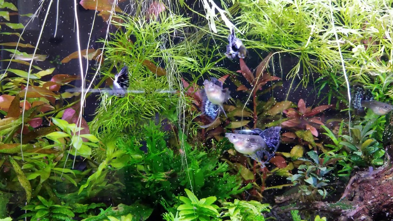 Ivory blue mosaic ribbon fin guppies(3) - YouTube