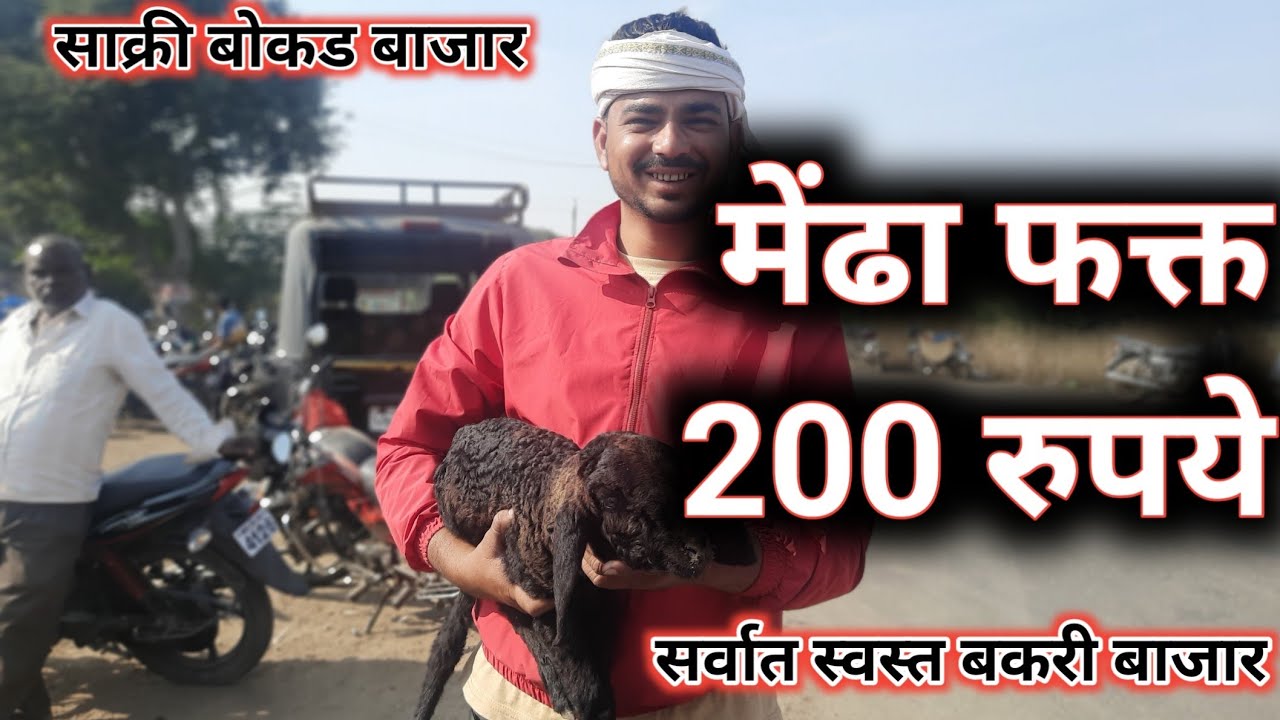 bokad palan : बोकड पालन : goat market : bokad palan vyavsay - YouTube