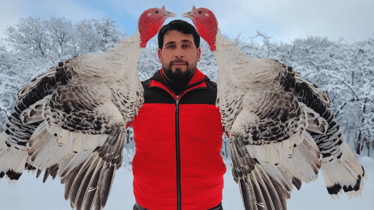 50 KG Giant Turkey Roast in Salt | Unforgettable recipe with a surprise ...