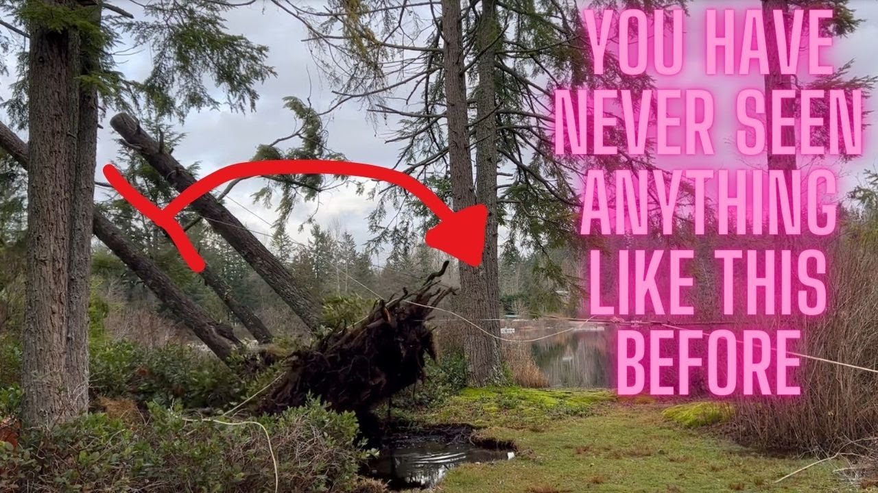 Huge Triple Tree Stump Uprighting - It worked!!! - YouTube