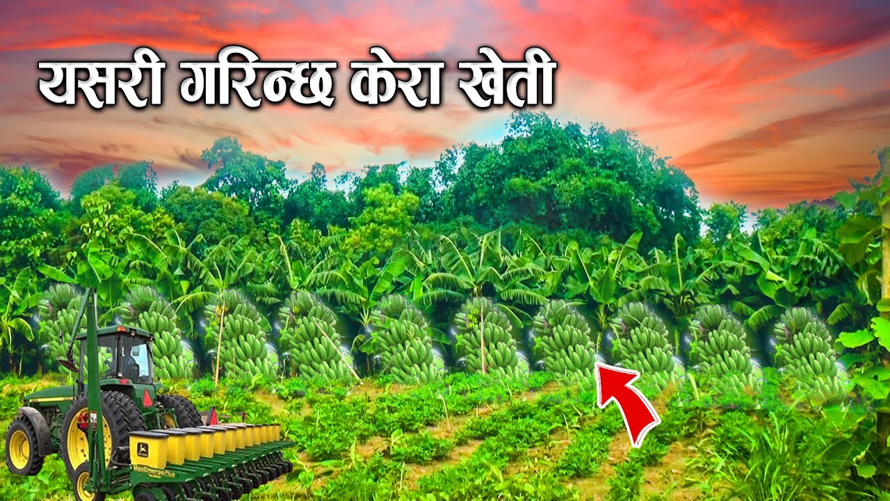 Nepal ma kera kheti Garne Tarika | यसरी गरिन्छ केरा खेती | Epic Khabar ...