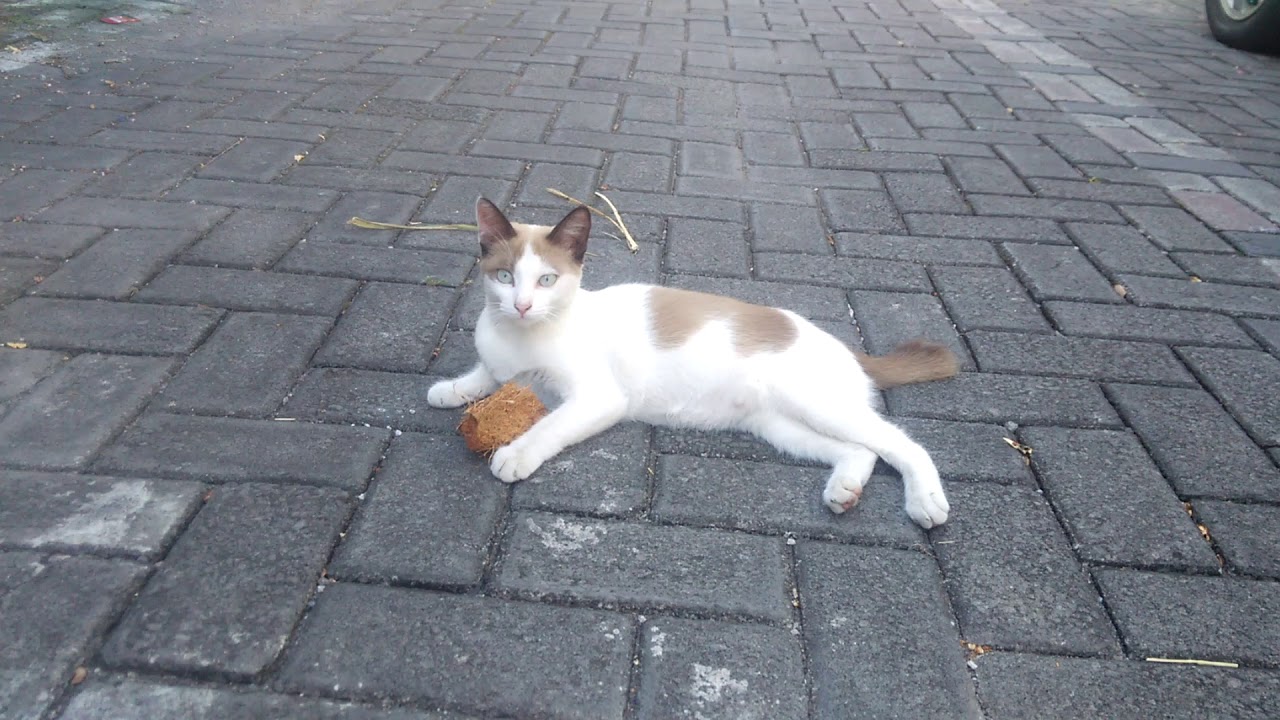 MOKA KUCING CANTIK BERWARNA COKELAT SUSU Kucing Primadona Kampung ...