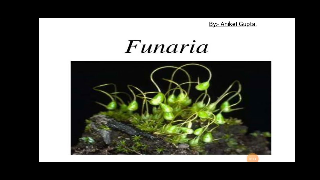 Reproduction in Funaria and Development of Sporogonium| part-2| M.Sc ...