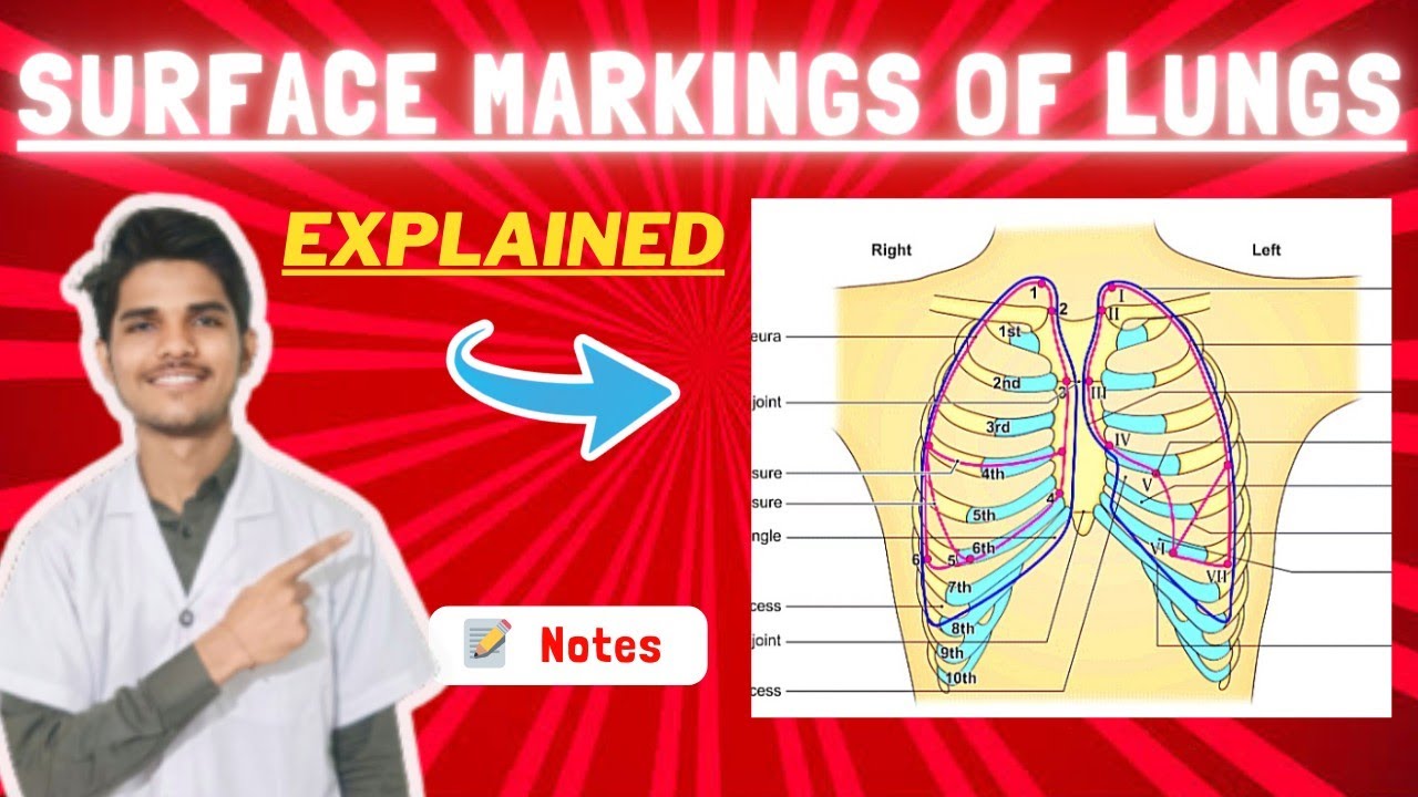SURFACE MARKINGS OF LUNGS AND PLEURA | LUNGS ANATOMY - YouTube
