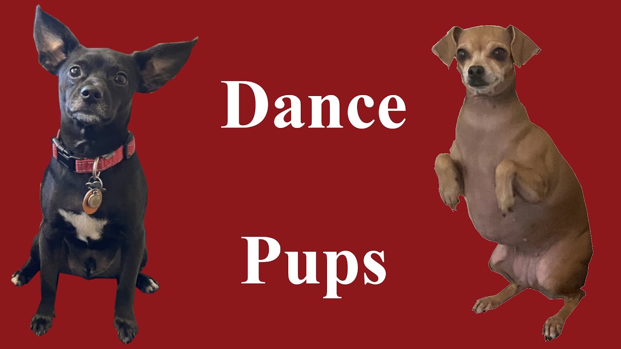 Dance Pups - YouTube