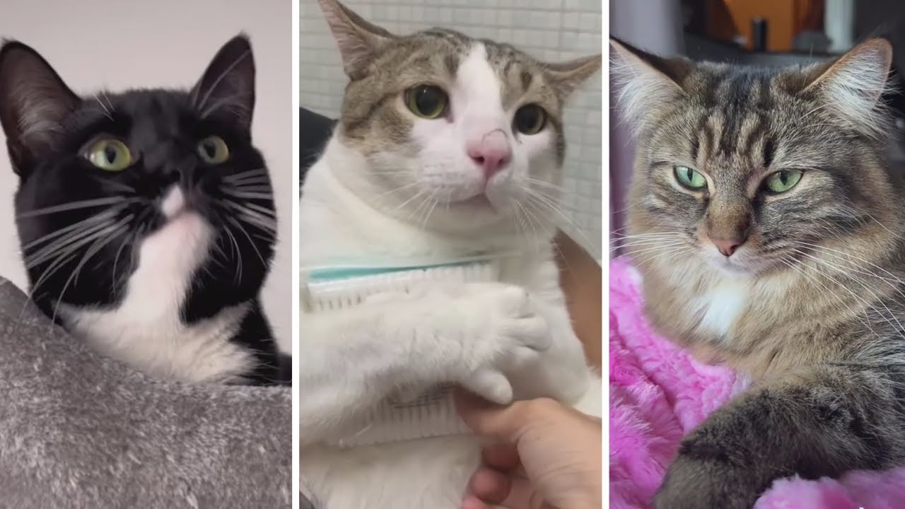 The Best Cat Videos ~ Adorable Cats Compilation 😹 ️️ - YouTube