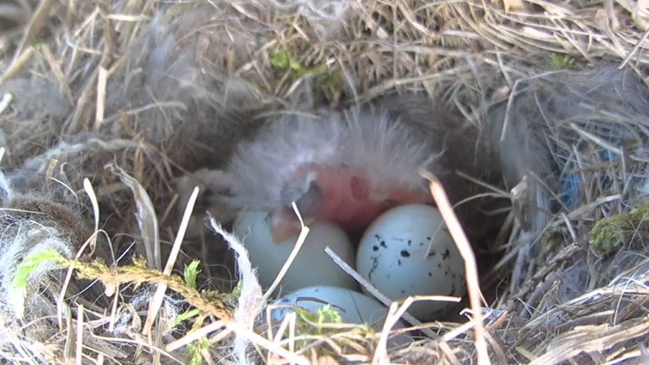 baby bird exhausted after breaking out of shell - YouTube