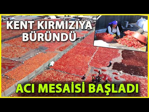 Şanlıurfa'da, Kadınların 'Acı' Mesaisi