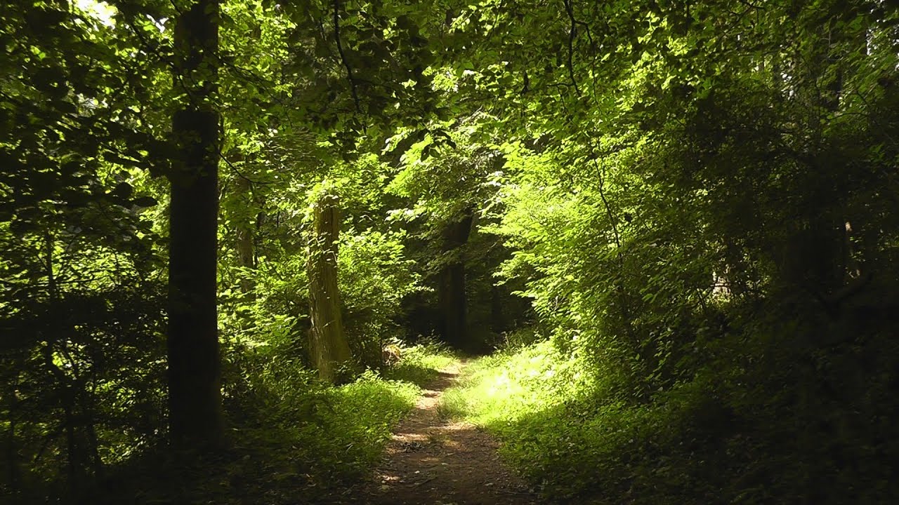 Relaxing Nature Journey & Walkabout #15 (Narrated) - Late Spring 2014 ...