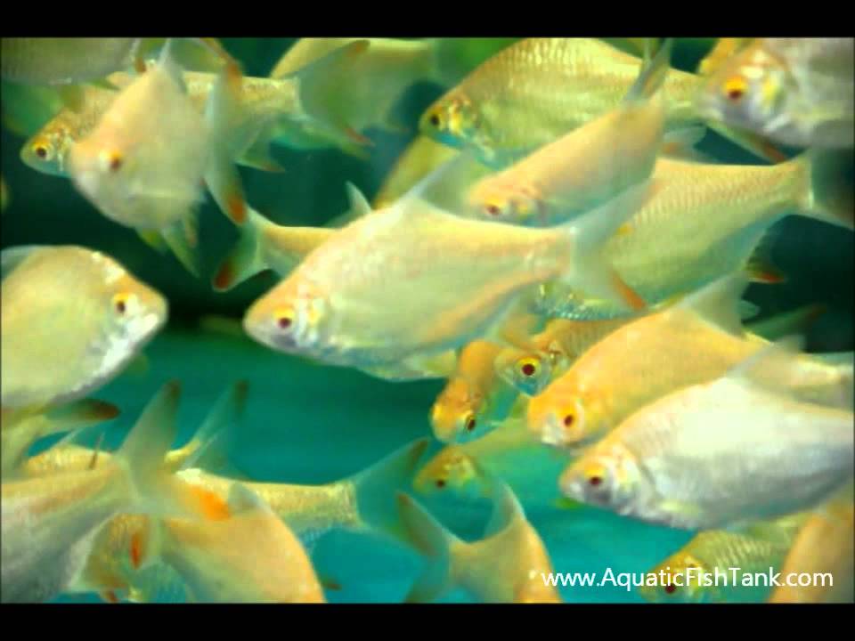 Neon Rosy Barb - YouTube