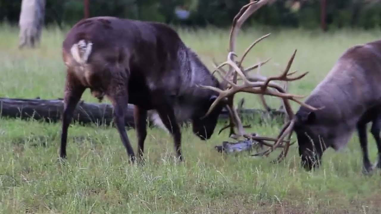 Caribou Fighting in Alaska Wildlife Conservation Center - YouTube