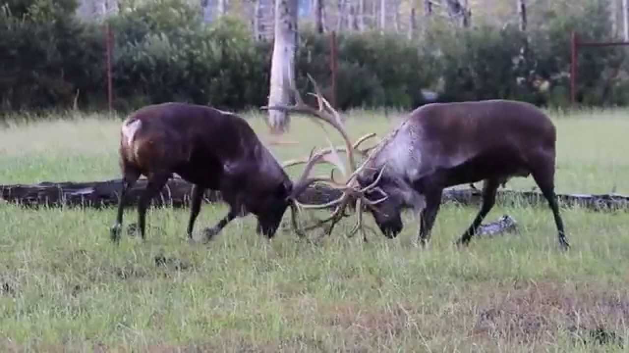 Caribou Fighting in Alaska Wildlife Conservation Center - YouTube