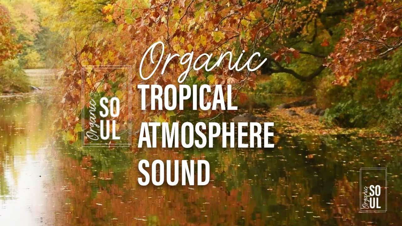 Peaceful Tropical Atmosphere Sound I Deep Sleep I Soul Meditation I ...