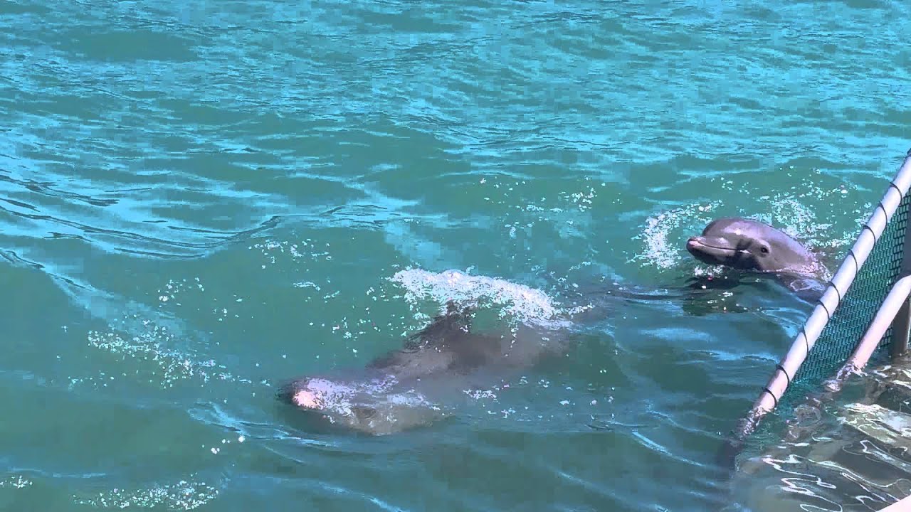 Costa maya(carnival splendor cruise ) - YouTube