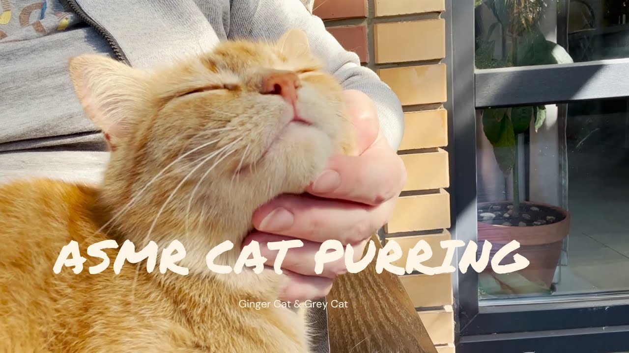 Cat Loves to Get His Chin Scratched - YouTube