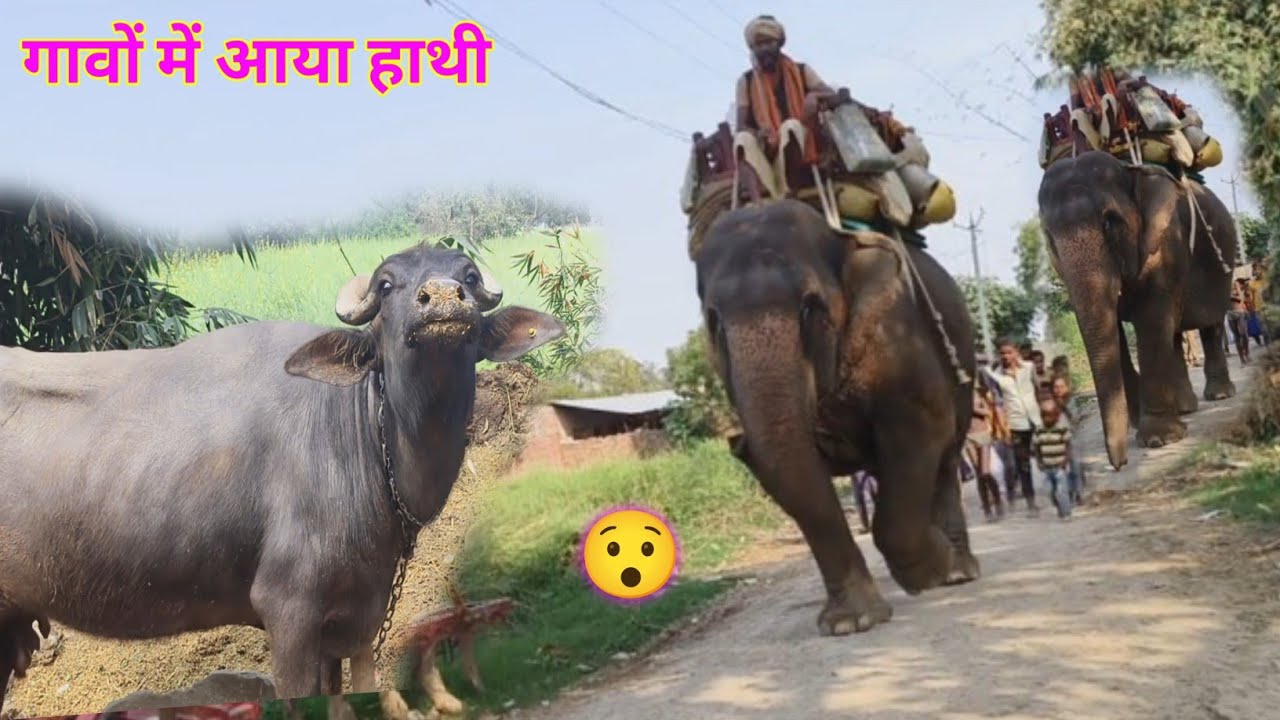 hamare gvo me hathi aaya 🥰😯😯😯 #hathi gavo me ghusa hathi - YouTube