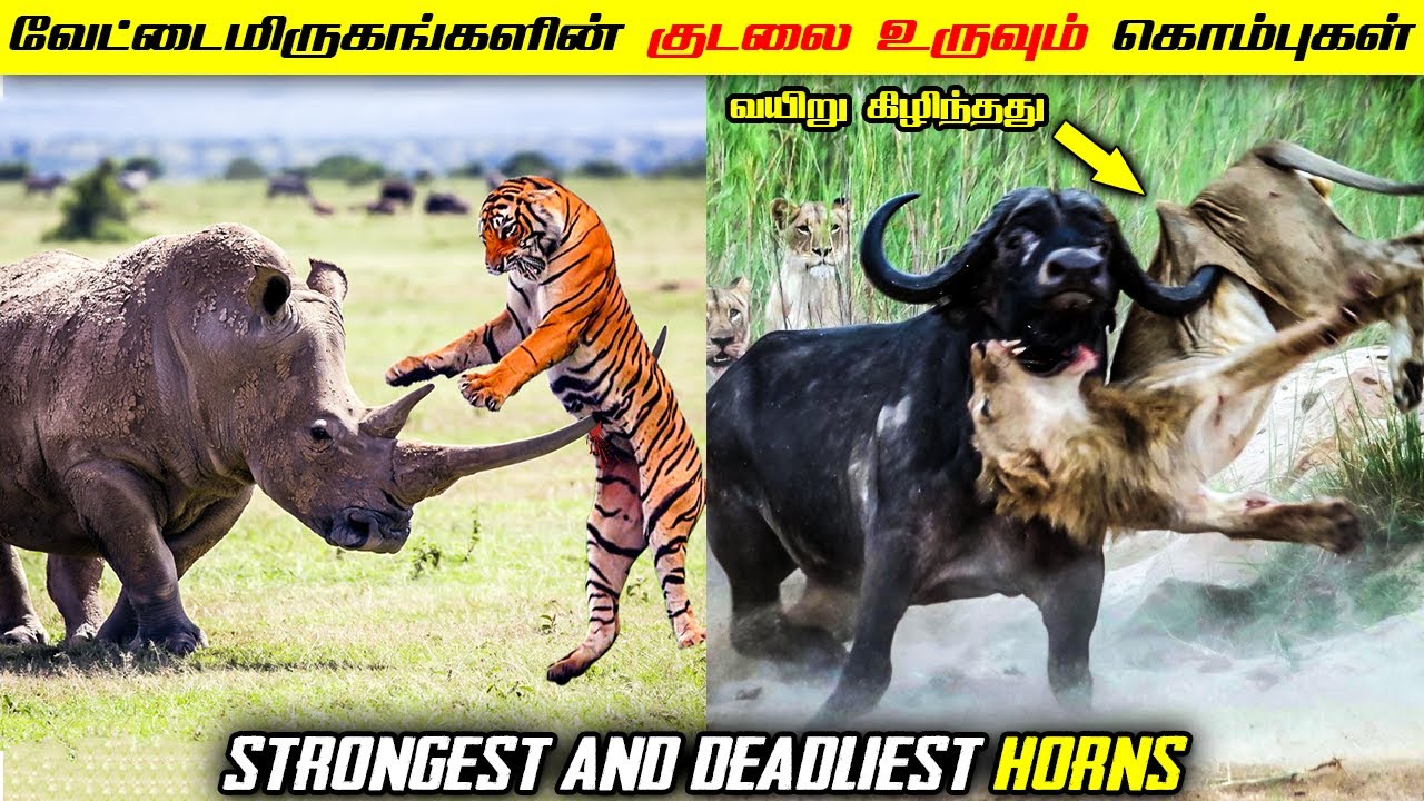 உலகின் பலமிக்க மிகவும் ஆபத்தான கொம்புகளை கொண்ட விலங்குகள் | 8 Animals ...
