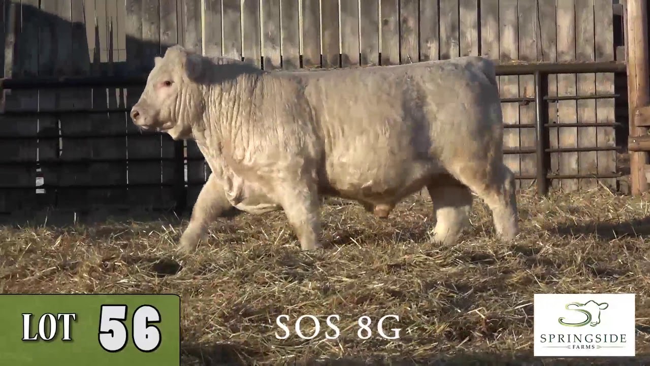 Lot 56 - SOS GRANITE PLD 8G - YouTube