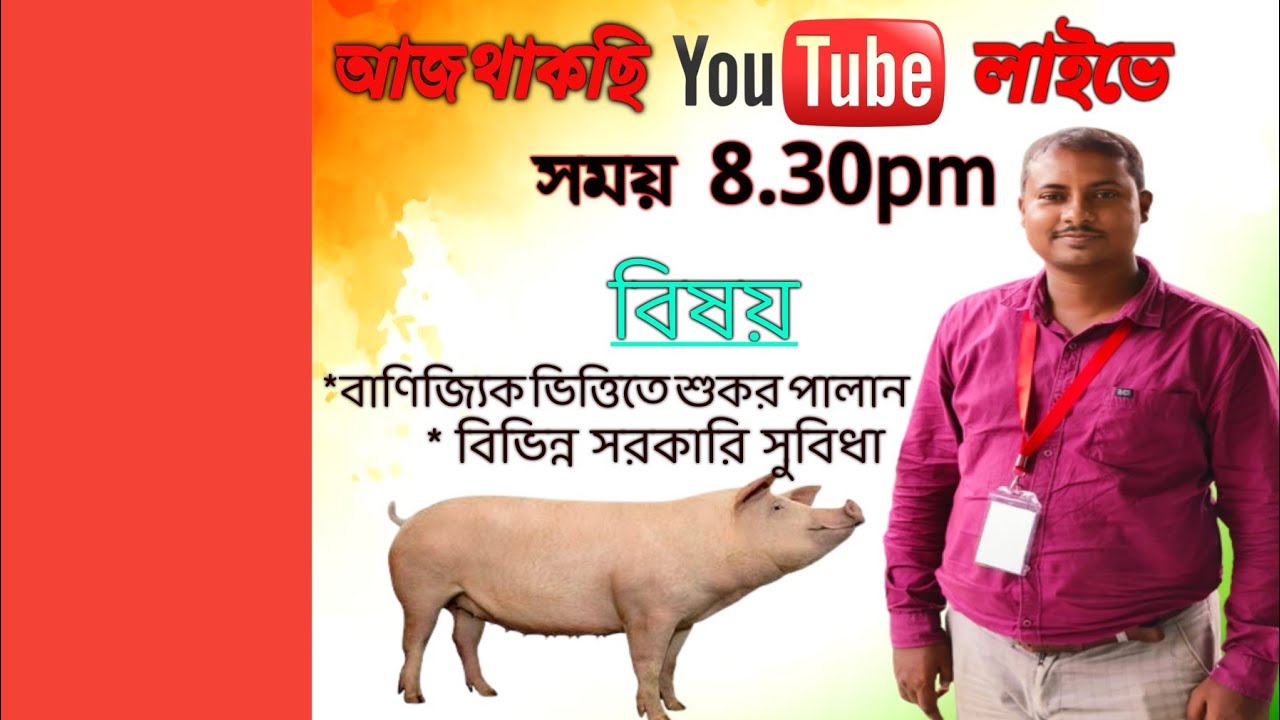 West Bengal pig from development government Help/pig farm - YouTube