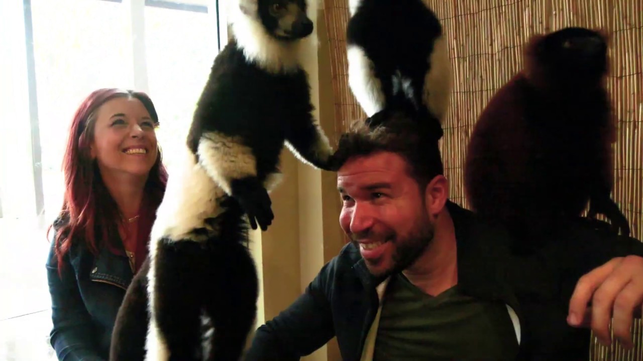 Lemur Encounter | Jungle Island - YouTube