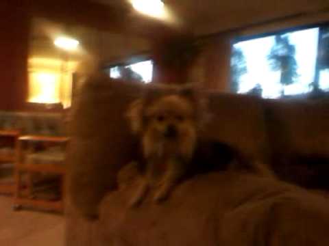Honey Pomeranian Mix Paperanian Dog Tilts her head again! - YouTube