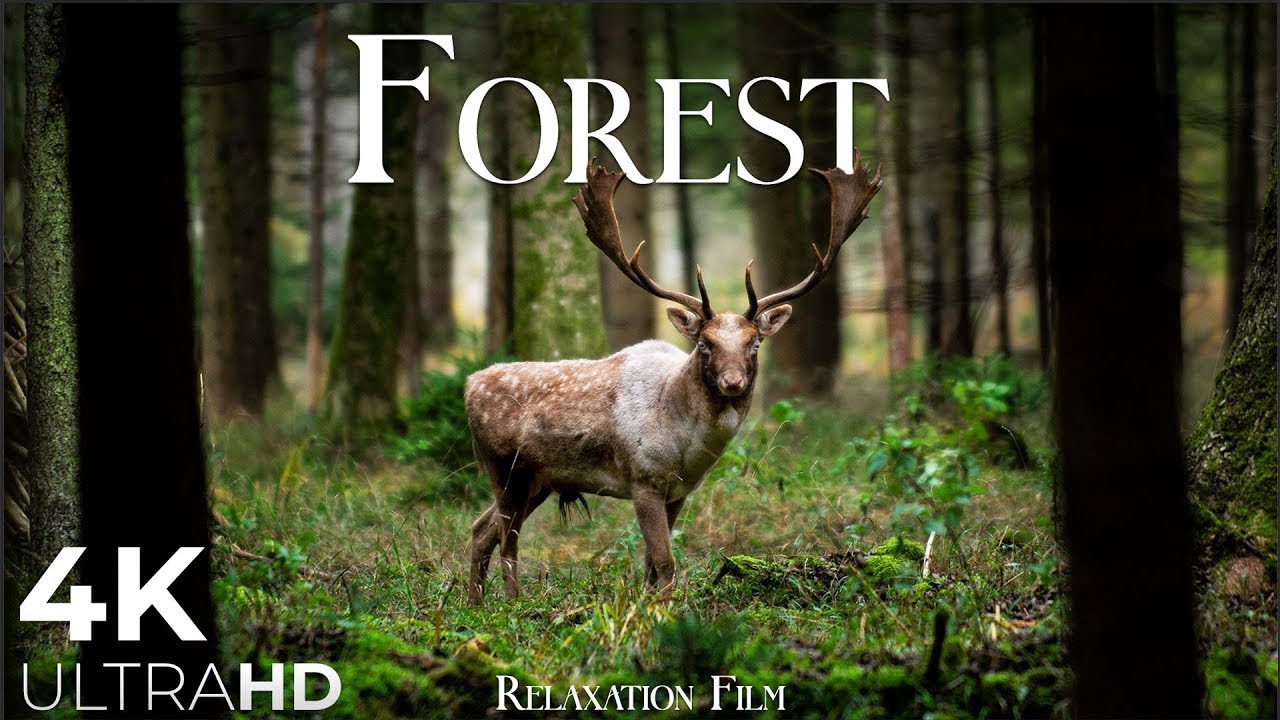Forest 4K | Nature 4k HD | Meditation Relaxing Music | Soulful - YouTube