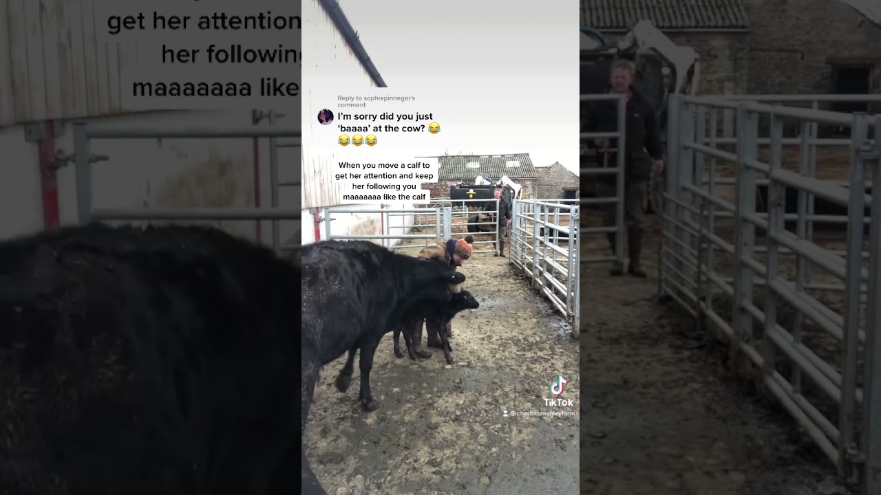 Yes to get a cow to follow you, you imitate the calf moo #farming # ...