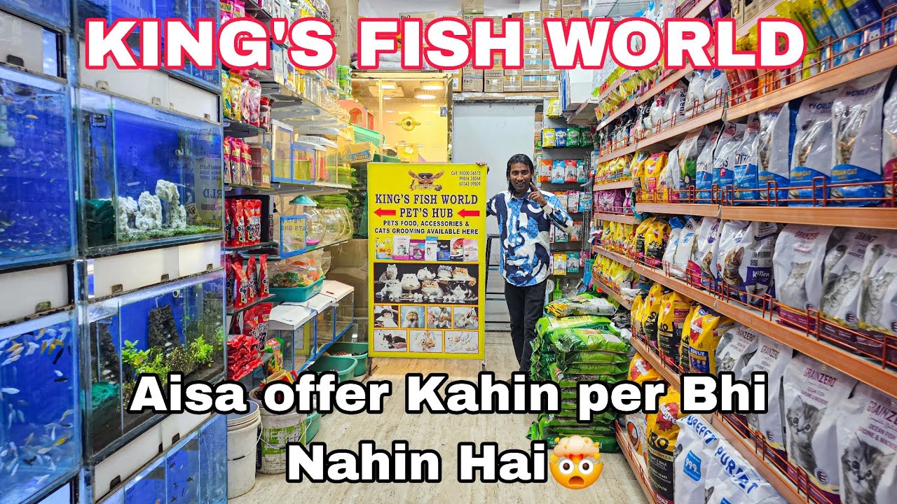 Ab tak Aisa offer nahin mila | kings fish world | aquarium shop ...