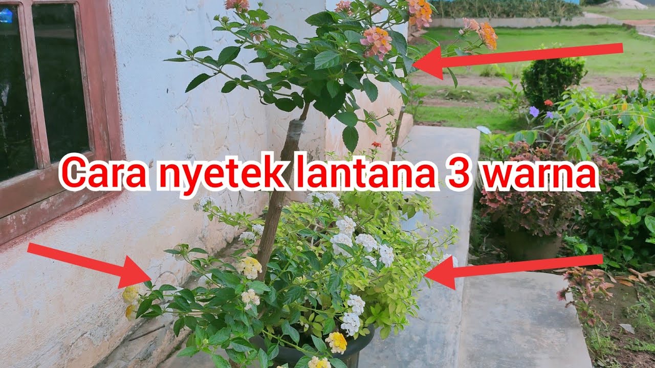 cara menyetek bunga lantana - YouTube