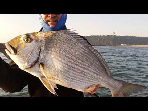 BIG STUMPNOSE Dropshot Fishing Limestone reef Durban - YouTube