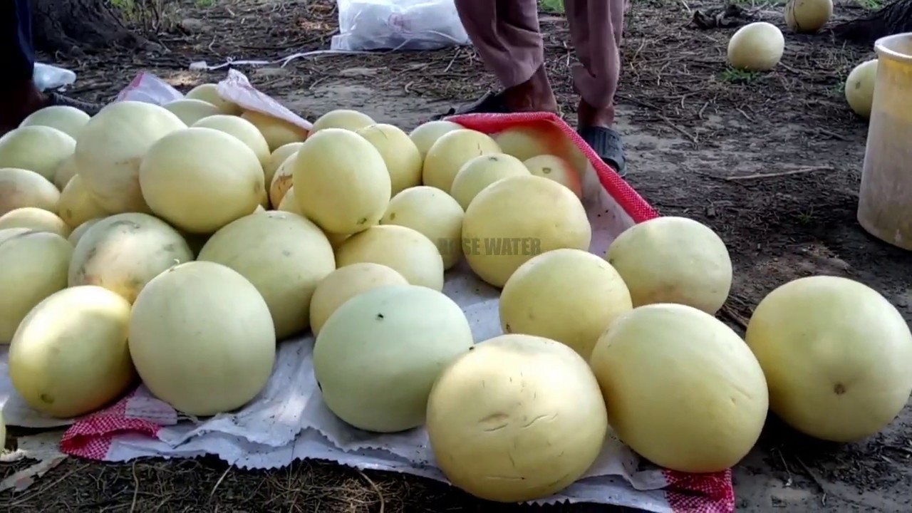 Melons Packing For Sale | Fruit Of Summer | Meethy Kharboozy In Punjab ...