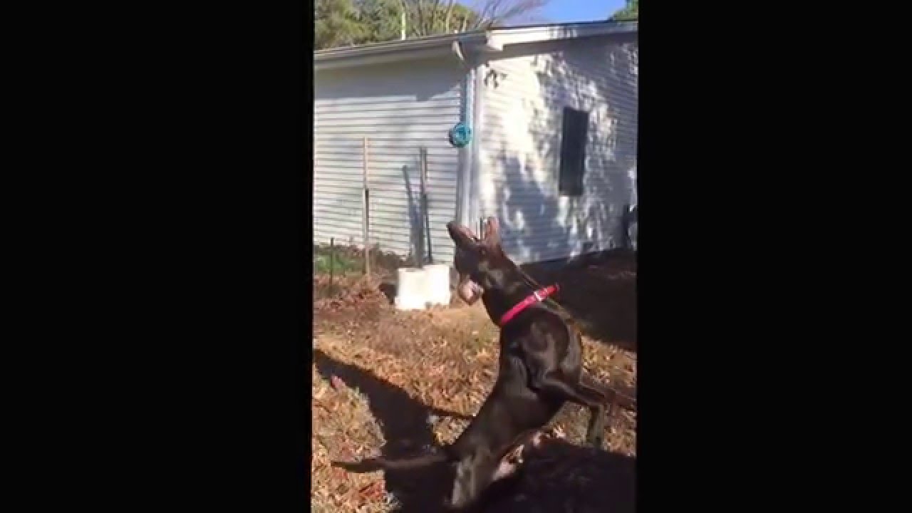 Slow Motion Epic Dog Fail.... - YouTube