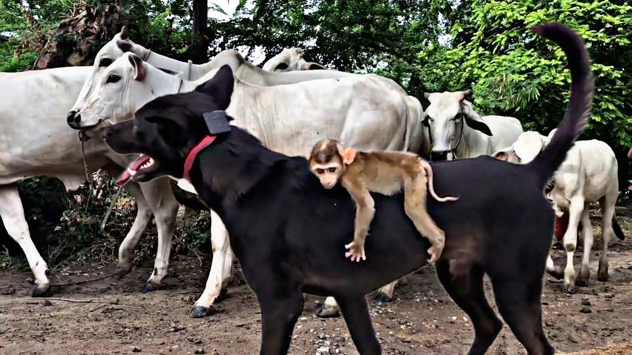 Monkeys and black dogs Monkeys follow black dogs to herd cows,Monkeys ...