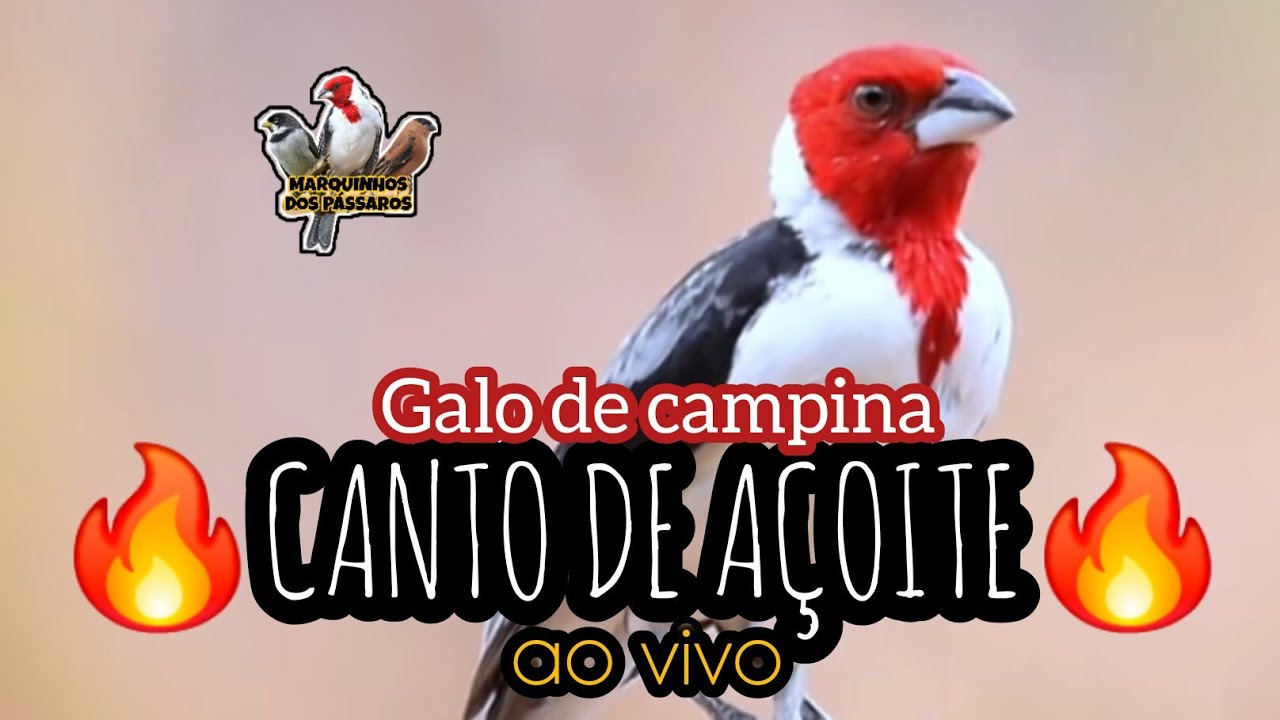 Galo de campina e seu belíssimo CANTO DE AÇOITE - YouTube