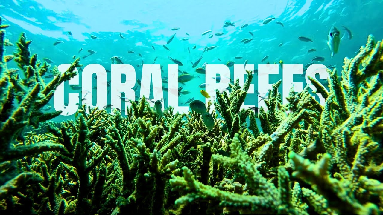Function of Coral Reefs - YouTube