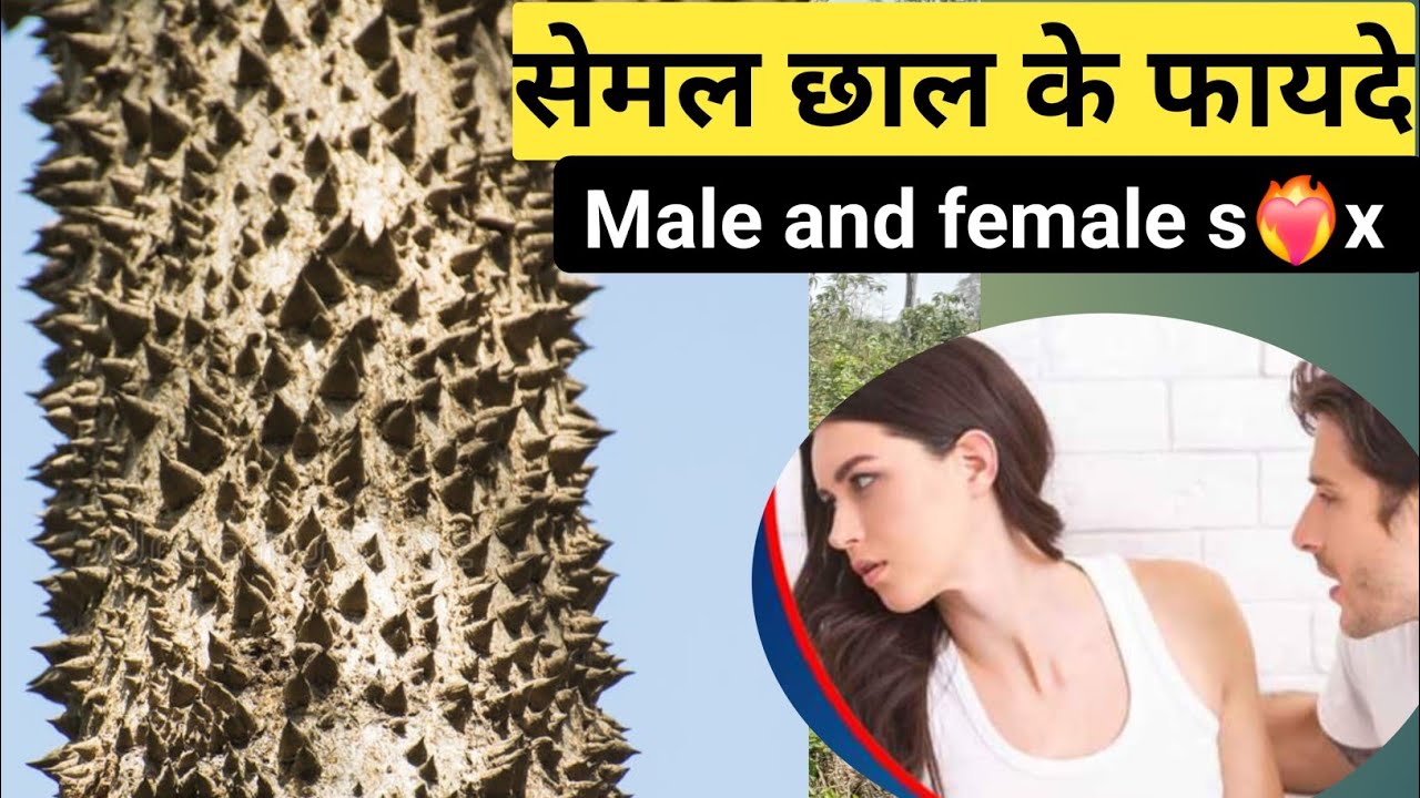 सेमल छाल के फायदे,Semal ki chhal ke fayde,Semal ka ped,semar ki chhal ...