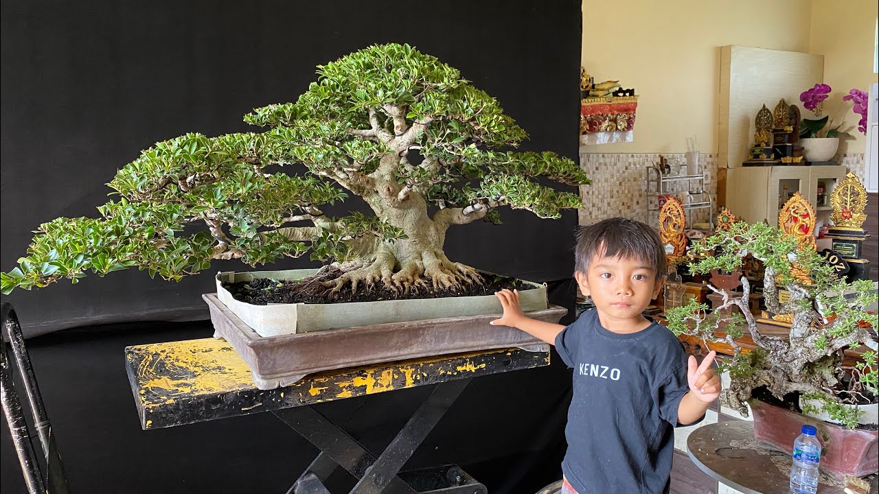 Bonsai Super Mewah Koleksi Istana Bonsai Bali senilai Ratusan Juta ...