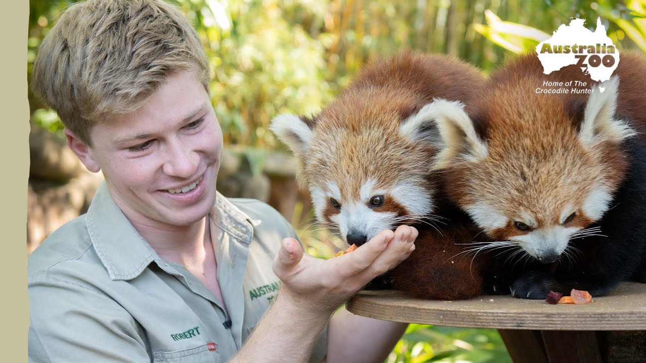 Red panda breakfast time with Robert | Australia Zoo Life - YouTube