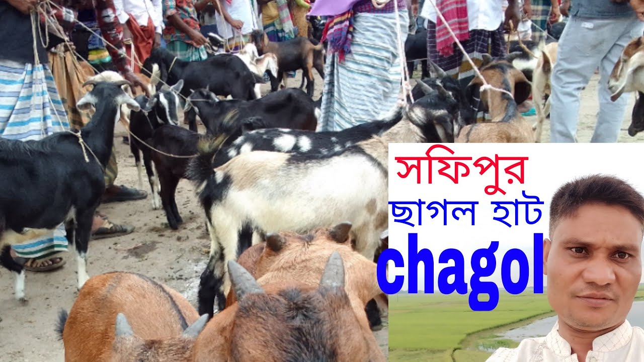 সফিপুর ছাগল হাট,chagol,iv goat farm# youtube Bangladesh - YouTube