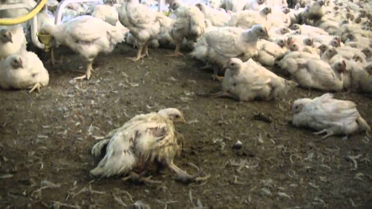 The Chickens You Eat from 'The Animals You Eat' - Documentary Part 2 ...