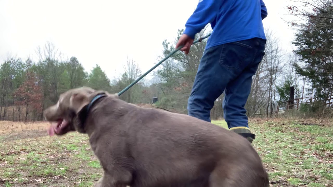 Companion Dog Training - Obedience Training (2) “Cooper” - YouTube