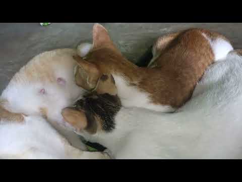 Suara kucing udah gede masih nenen, tambah gede tambah nenen - Dunia Kucing Abi