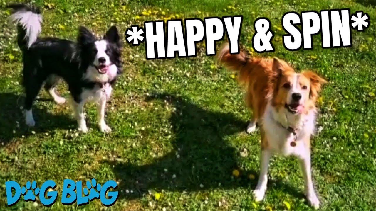 2 Happy Border Collies Perform a Synchronized Dance - YouTube