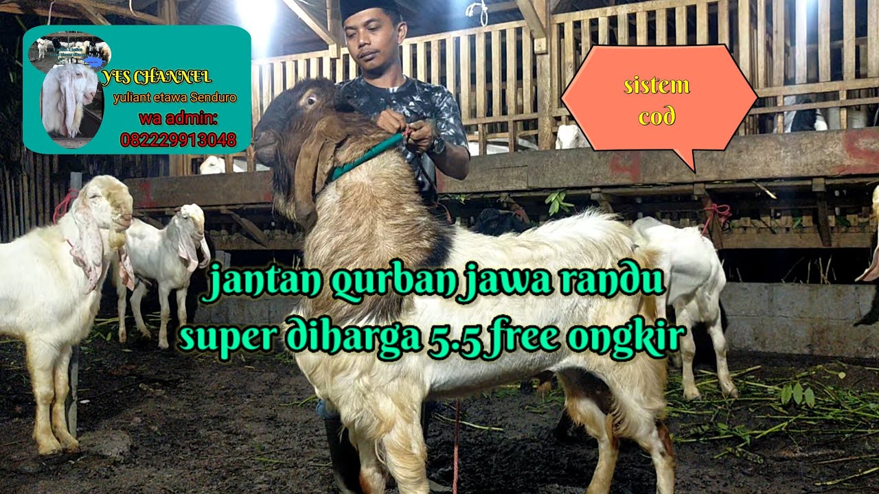 Review HARGA KAMBING SENDURO PE KALIGESING qurban 2025 - YouTube