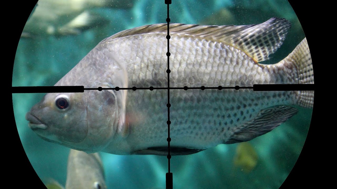 Rifle season for FISH?! | Bushcraft USA Forums