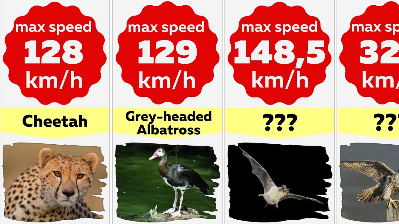 Comparison: Fastest Animals In The World - YouTube
